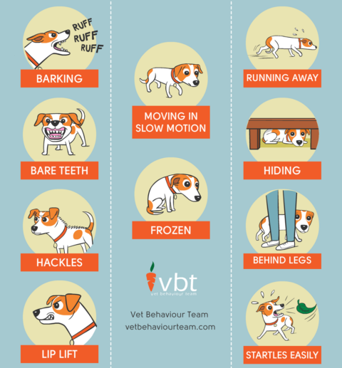 Severe Stress Signs In Dogs Infographic | Conestoga Animal Hospital